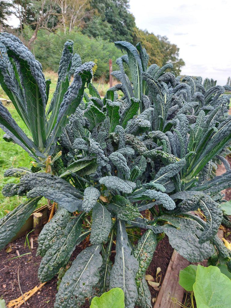 Palmkool - Natuurboerderij Wittenhorst